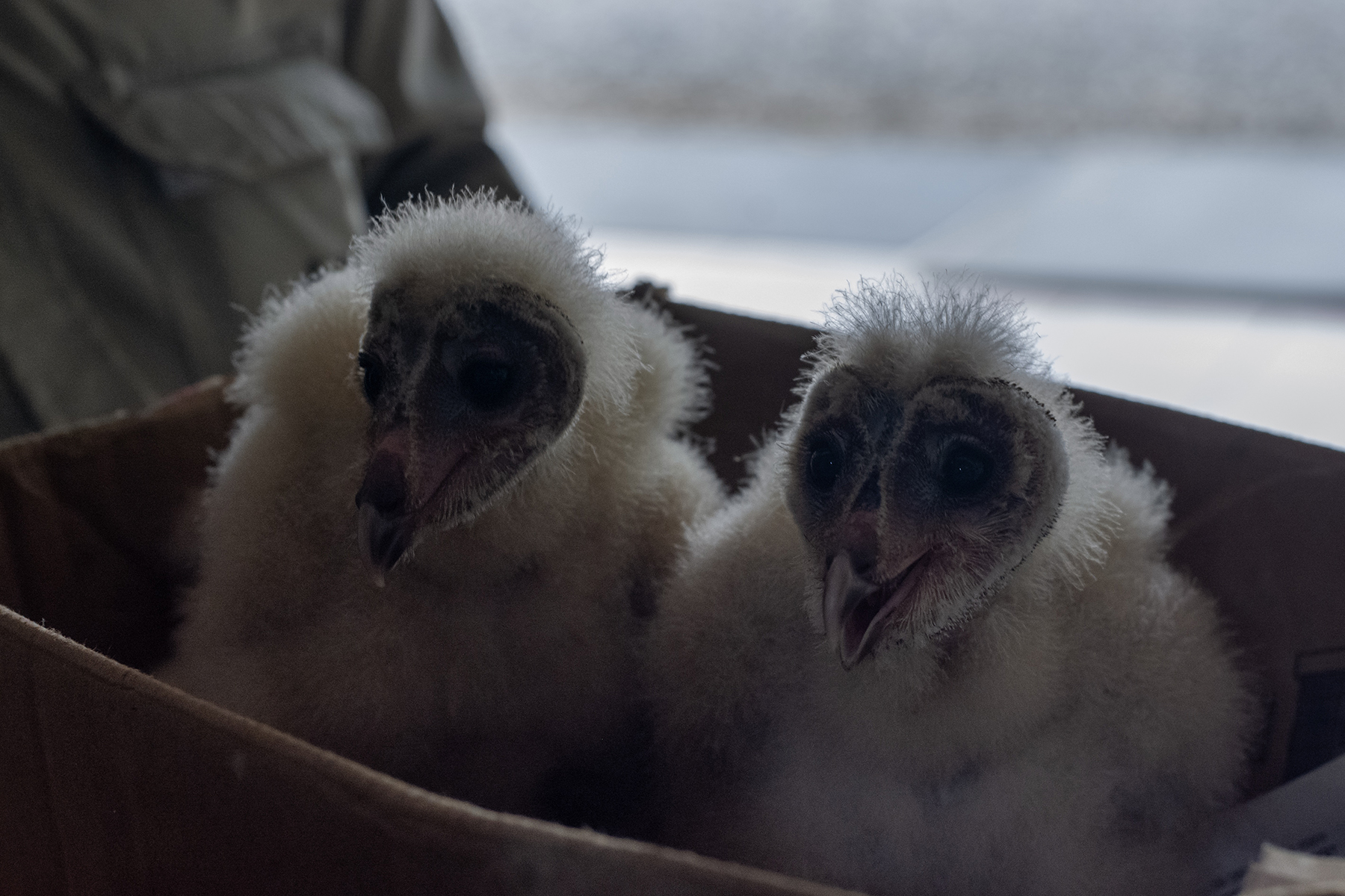 Owls at the shelter - Asis Wildlife Rescue Center