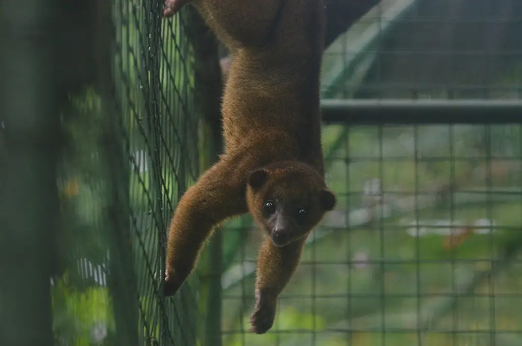 Kinkajou (Potos flavus) – Facts & Conservation.