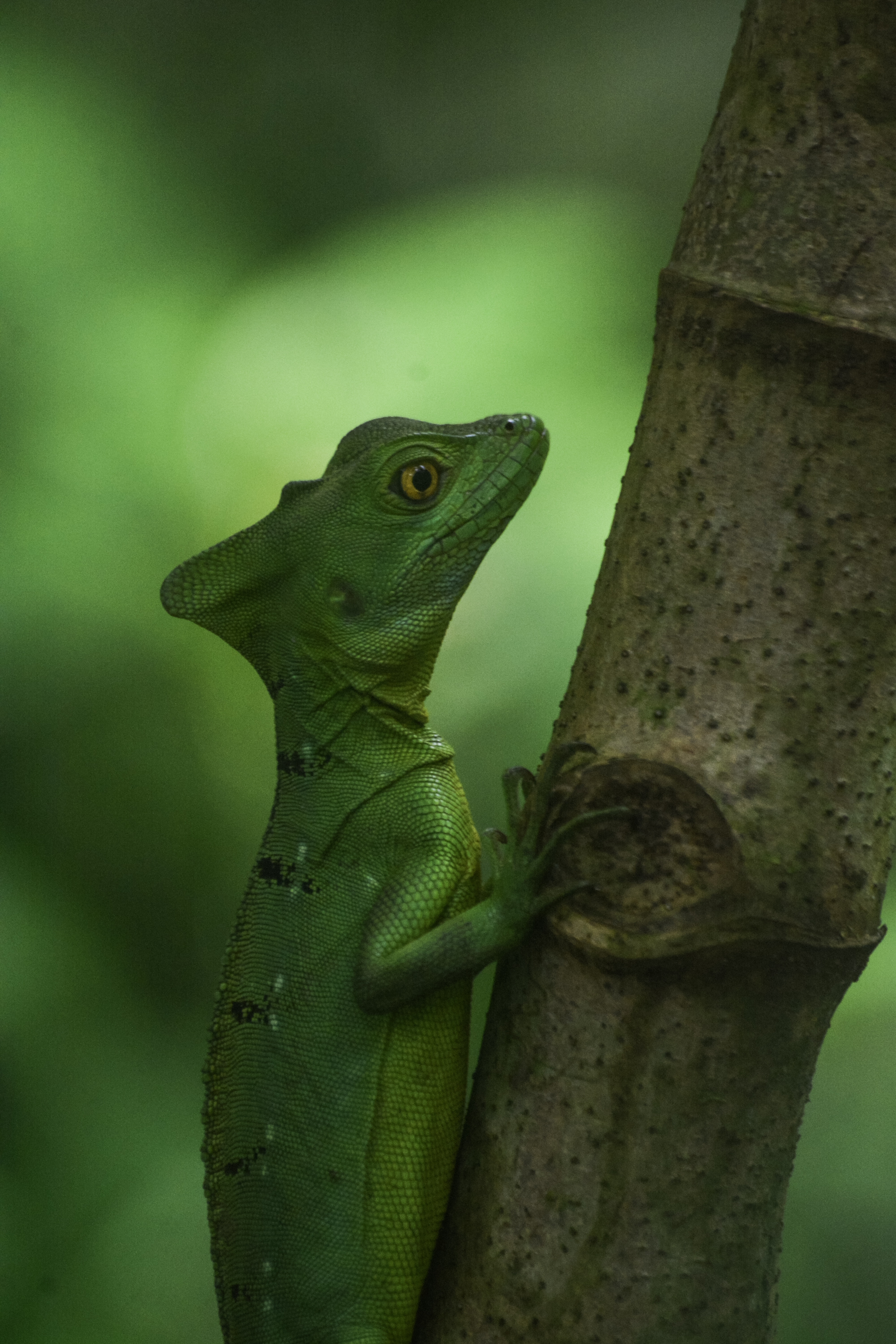 Plumed Basilisk (Basiliscus plumifrons).